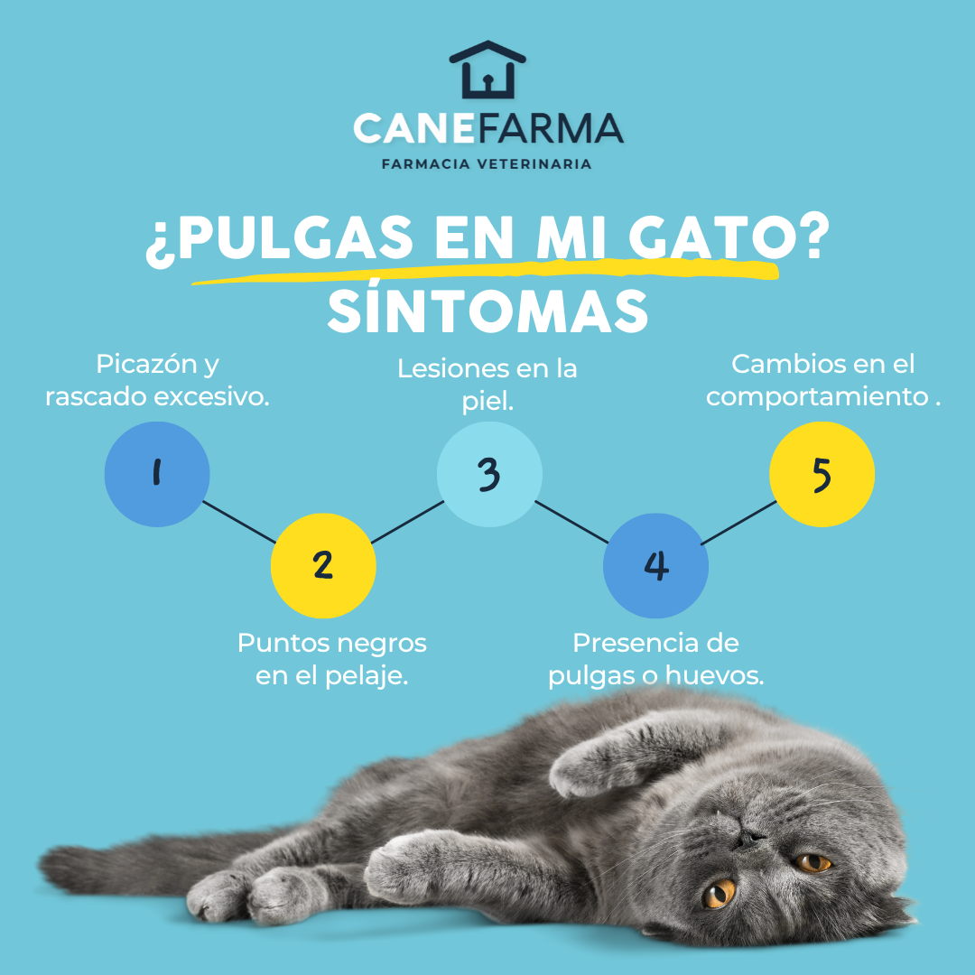 Todo lo que debes saber sobre las pulgas en los gatos – CANEFARMA